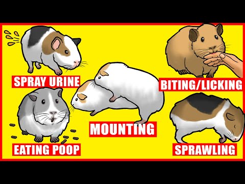 Guinea Pigs Body Language and Behaviors Explained