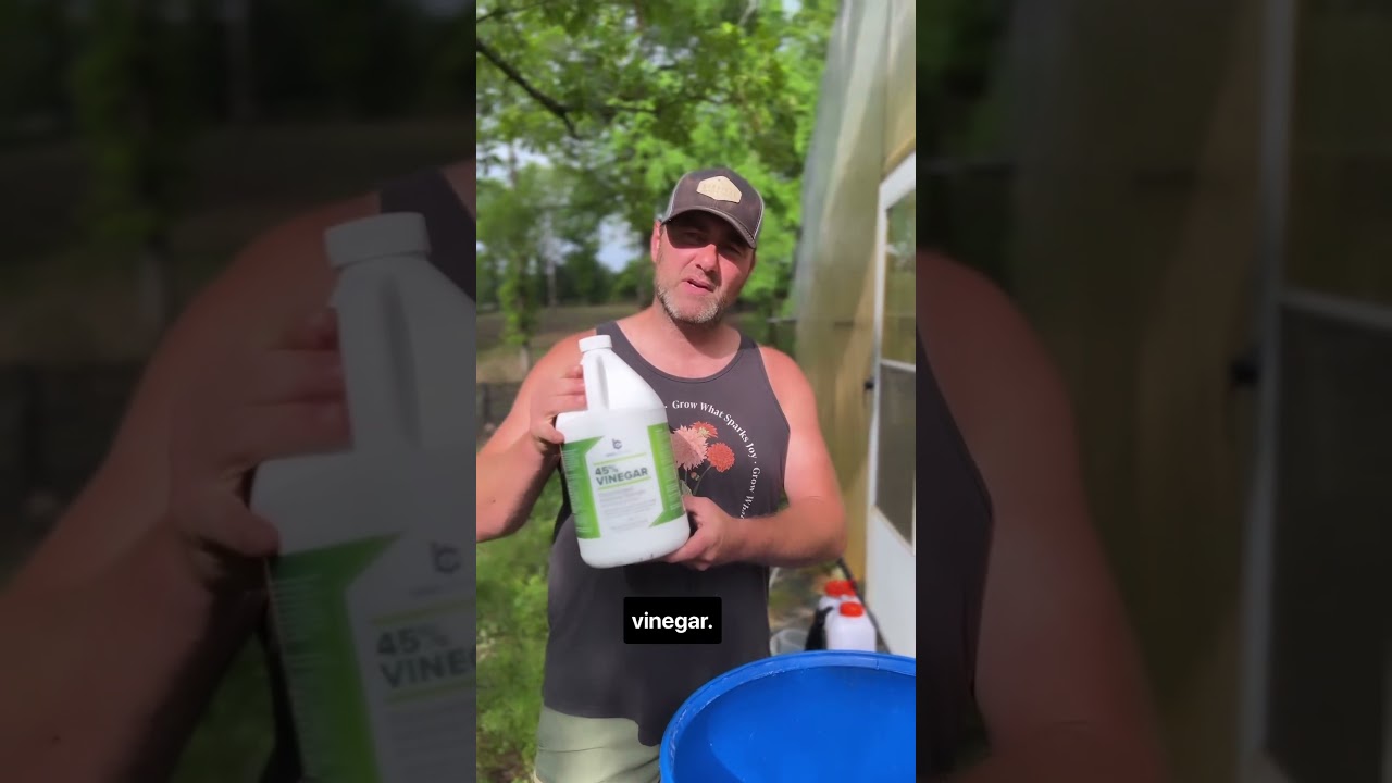 Try This Homemade Miracle Weed Killer Recipe!