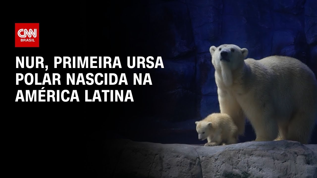 SP: Primeira ursa polar nascida na América Latina é apresentada ao ...