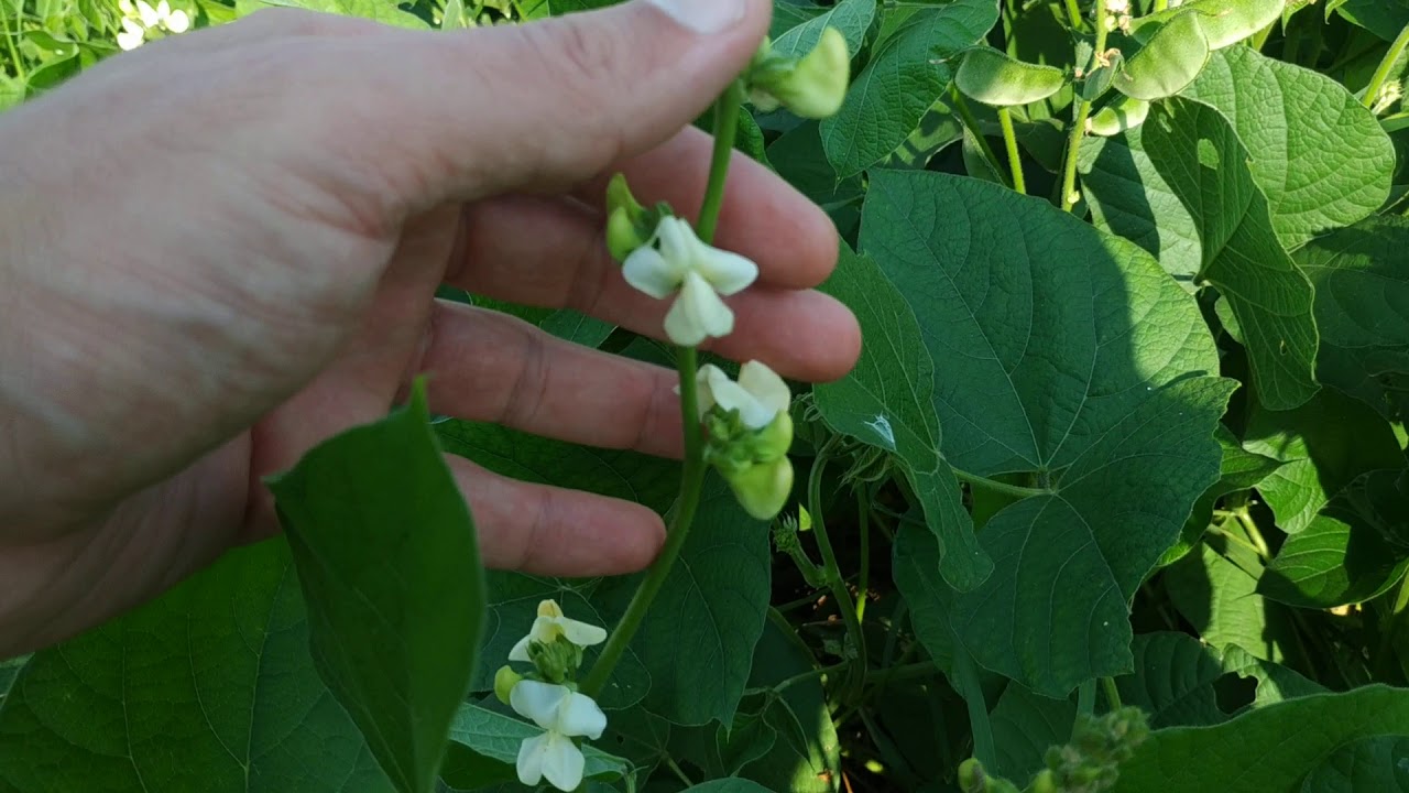 Lablab beans as cover crop.