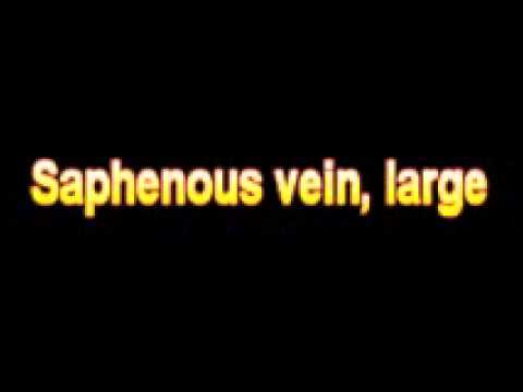 What Is The Definition Of Saphenous vein, large Medical School Terminology Dictionary