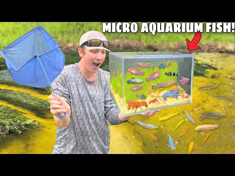 NETTING MICRO AQUARIUM FISH For My NEW TANK!