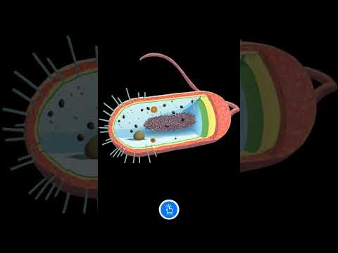 Bacteria 3D Animation | Bacterium | KVS PGT BIOLOGY