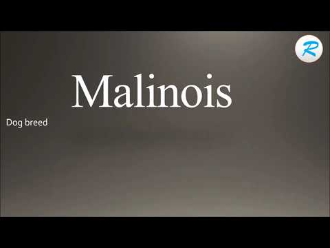 How to pronounce Malinois