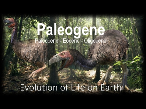 How mammals recovered after dinosaur extinction | Dear Kitty. Some blog