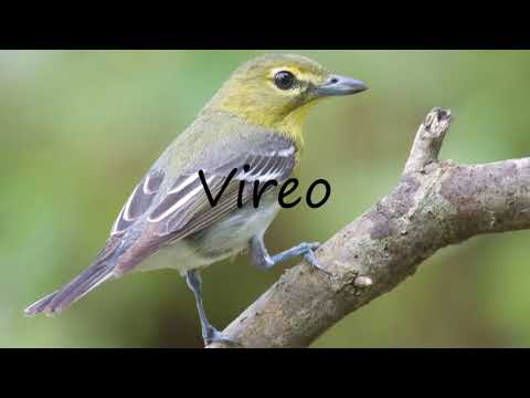 How to Pronounce Vireo?
