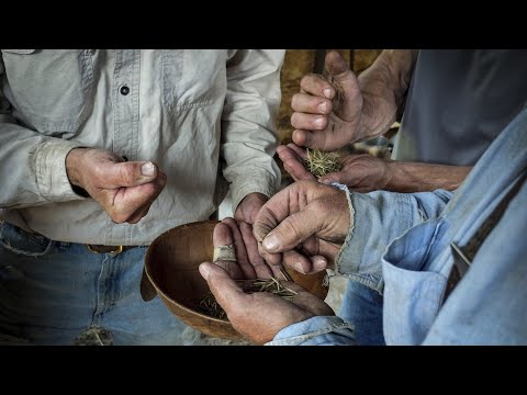 Bringing in the wild rice harvest: A fall tradition