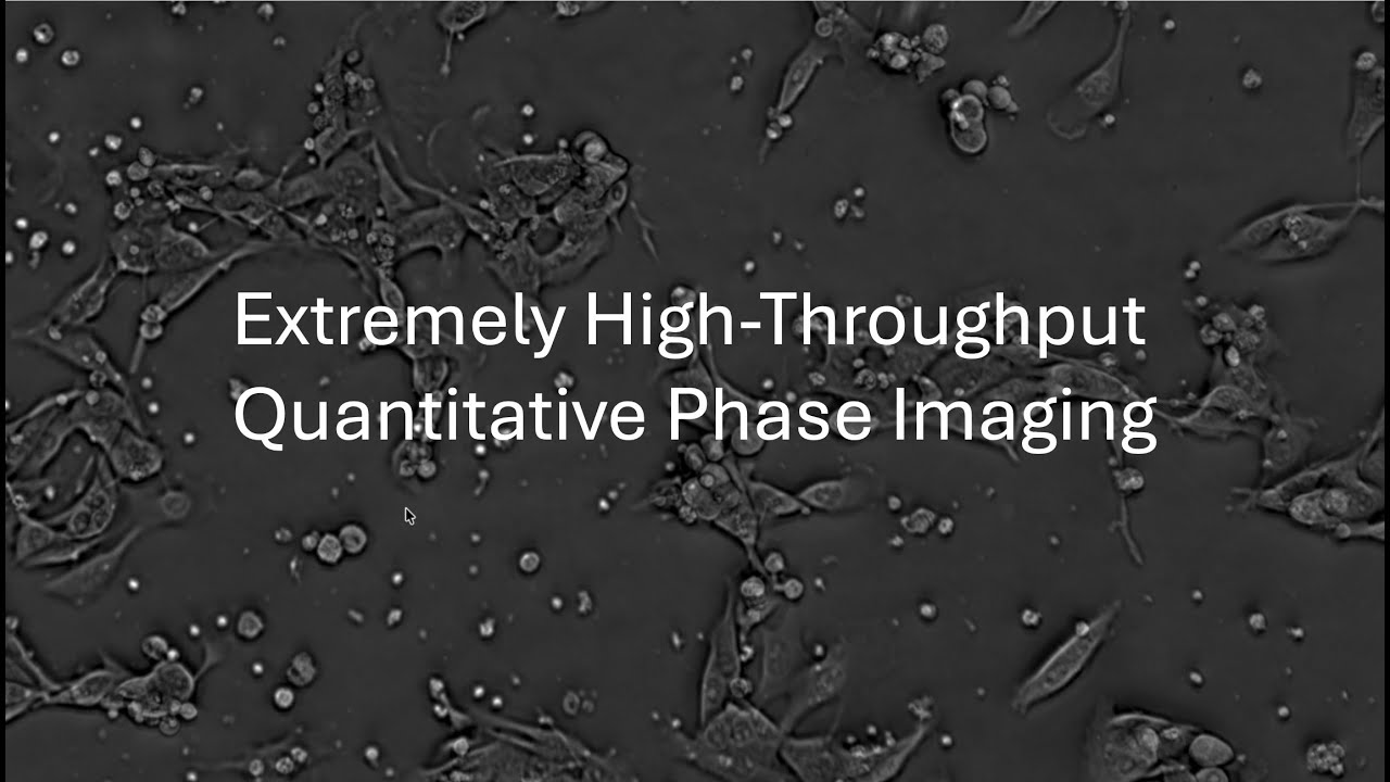 Extremely high throughput quantitative phase imaging with a multi-camera array microscope