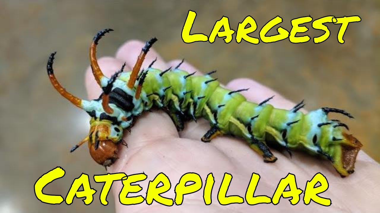 Giant Hickory Horned Devil Caterpillar [ Regal Moth Caterpillar ]