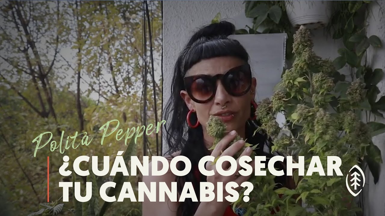 WHEN TO HARVEST YOUR CANNABIS CROPS? WITH POLITA PEPPER