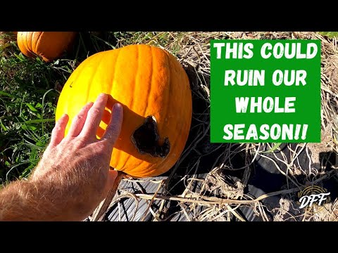 Sprayer Modification & Spraying Pumpkins!!