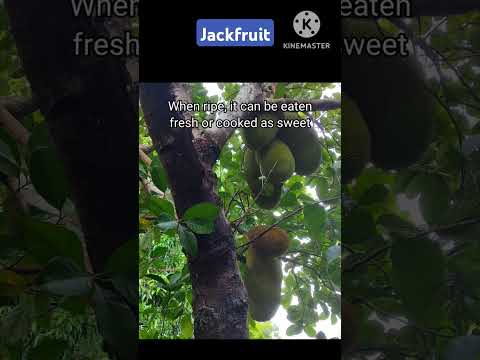 Jackfruit or Nangka