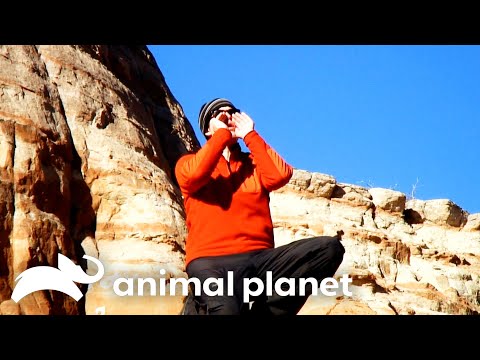 How to Make A Proper Squatch Call | Finding Bigfoot | Animal Planet
