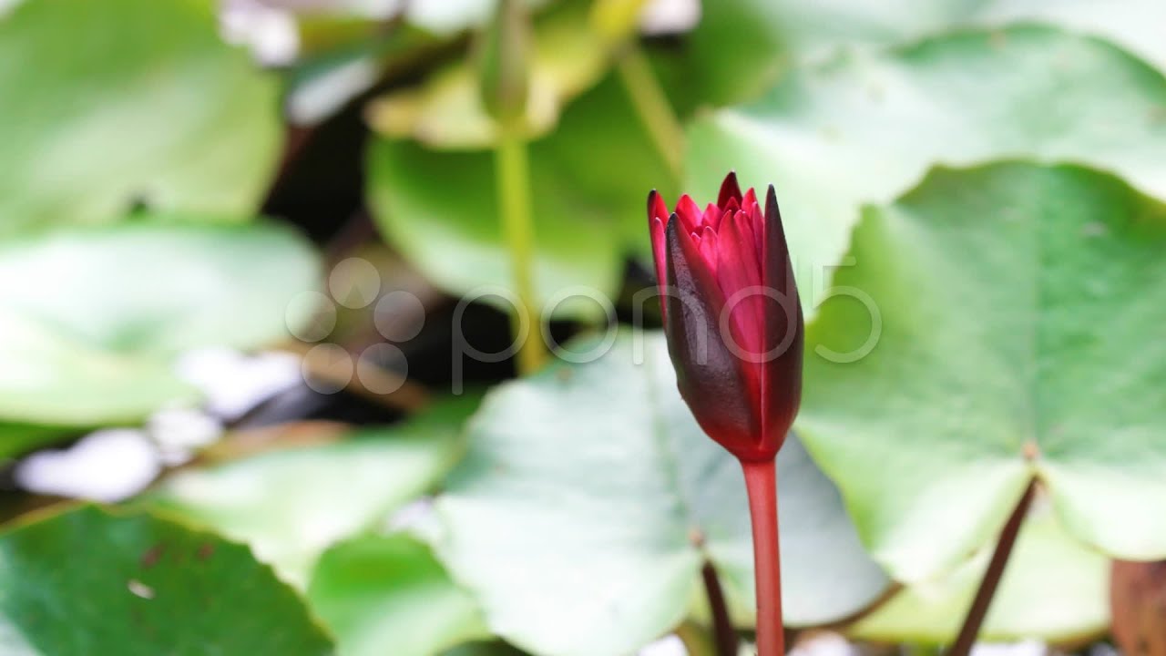 Pink Lotus Blooming, Green Leaves Background.. Stock Footage