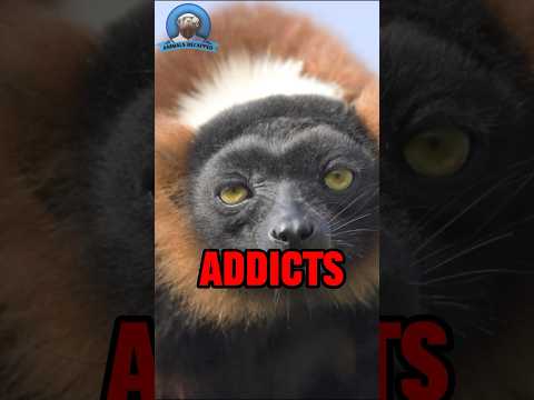 Animals That Get High On a Daily๐ตโ๐ซ