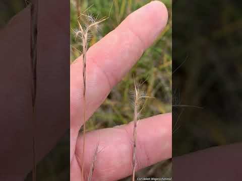 š¾Ā¹ā°āā¢Ā¹Ā¹ Little Bluestem (Schizachyrium scoparium) in Grass Family (Poaceae)