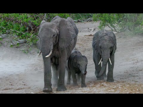 Botswana Elephants – Tesseract Imaging