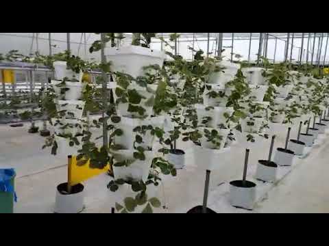 Greenhouse Structure - prefab Nvph Polyhouse Manufacturer from Pune