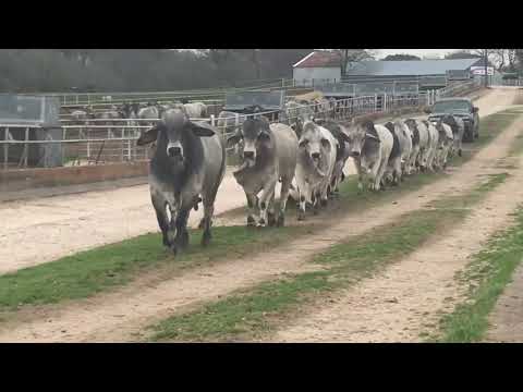 J.D. Hudgins Commercial Brahman Bulls
