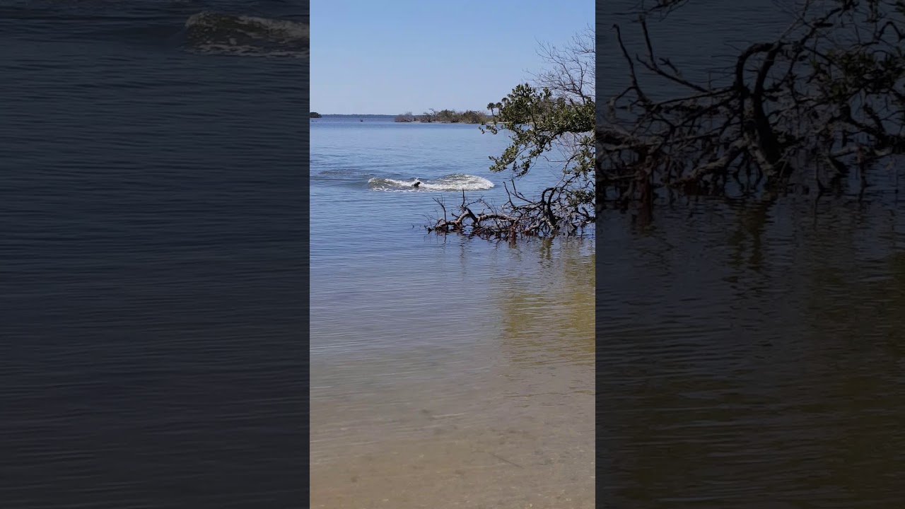 Manatee and Dolphin Kayaking Tours: Dolphin breeching during predation. ( Florida-Adventurer.com )