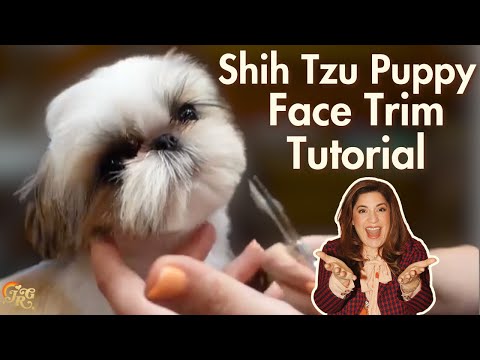 Shih Tzu Puppy Grooming Face Transformation Tutorial | Teddy Bear Cut