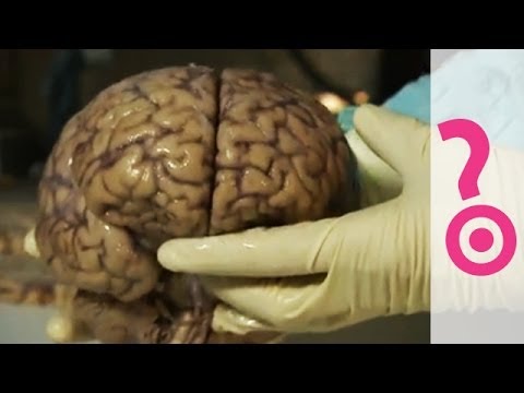 Do Injured Brains Dream? - Do You Know?