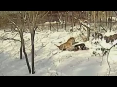 The famous tiger and goat 'bromance' has come to an end