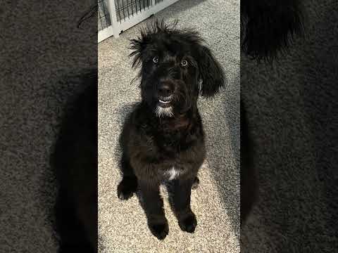 Meet Jack! 🐕 A Poodle Mix puppy in Yukon, Oklahoma who is looking for his new home! Adopt today! 🐾