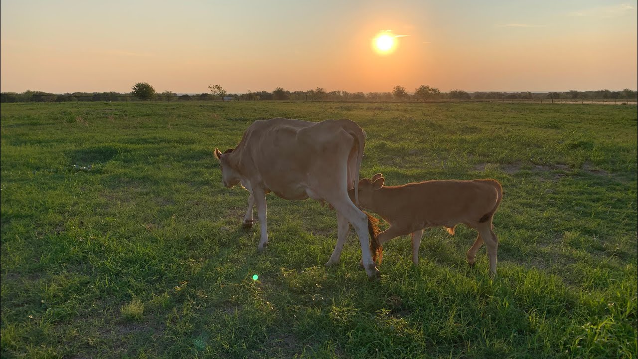 First Time Milk Maid (#familymilkcow confessions continued) #homesteading #homesteadingforbeginners