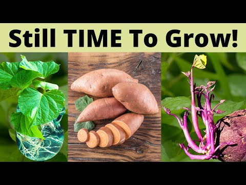 NEW Varieties! All the Slips You Need | Tatorman Sweet Potatoes Slip Unboxing| Guten Yardening