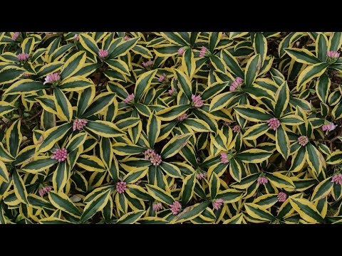 Daphne Plant Profile