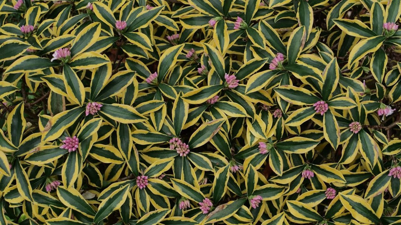 Daphne Plant Profile