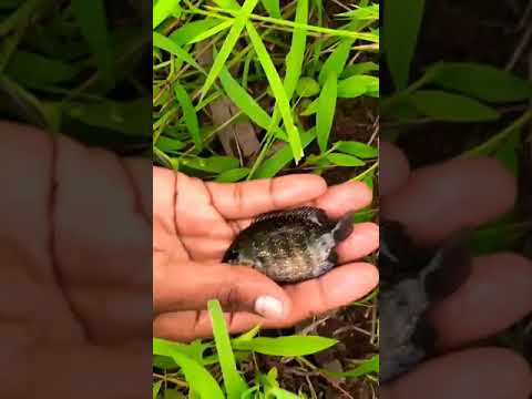 Karimeen seed