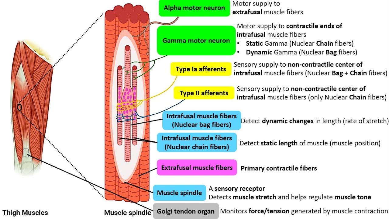 Muscle spindle, intrafusal muscle fibers, gamma motor neuron. Chapter 55 part 1. Guyton and Hall.