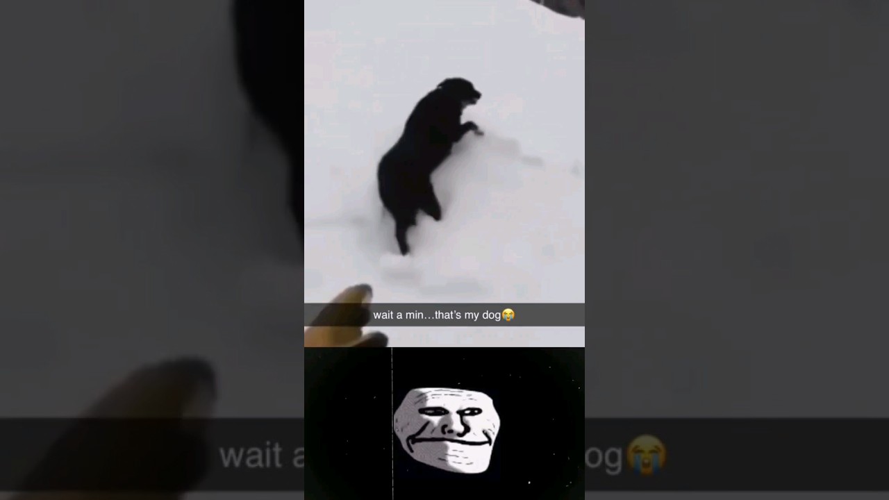 Man's Dog falls down snowy mountain. #meme #funny