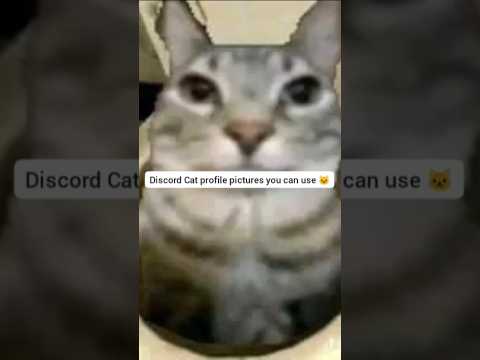 Discord Cat profile pictures you can use ๐ฑ #discord #cats #catshorts #shorts