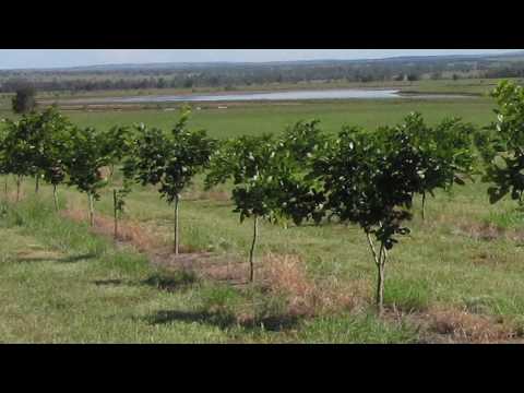 The Pongamia Project at BioEnergy Plantations Australia « The Pongamia ...