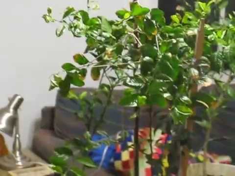 Preparing you citrus trees for wind storms