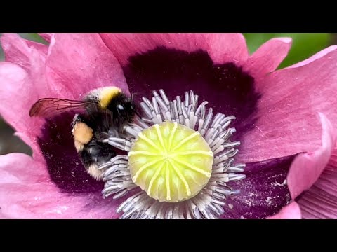 Have a peaceful moment, bumblebees, nodding daisies, glittering rain