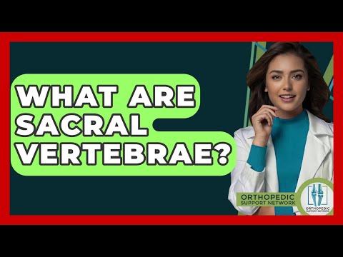What Are Sacral Vertebrae? - Orthopedic Support Network