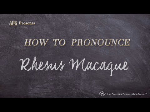 How to Pronounce Rhesus Macaque (Real Life Examples!)