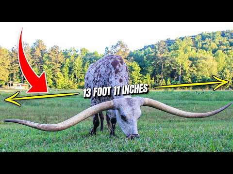 Animals With The Longest Horns In The World | Top 5 TV