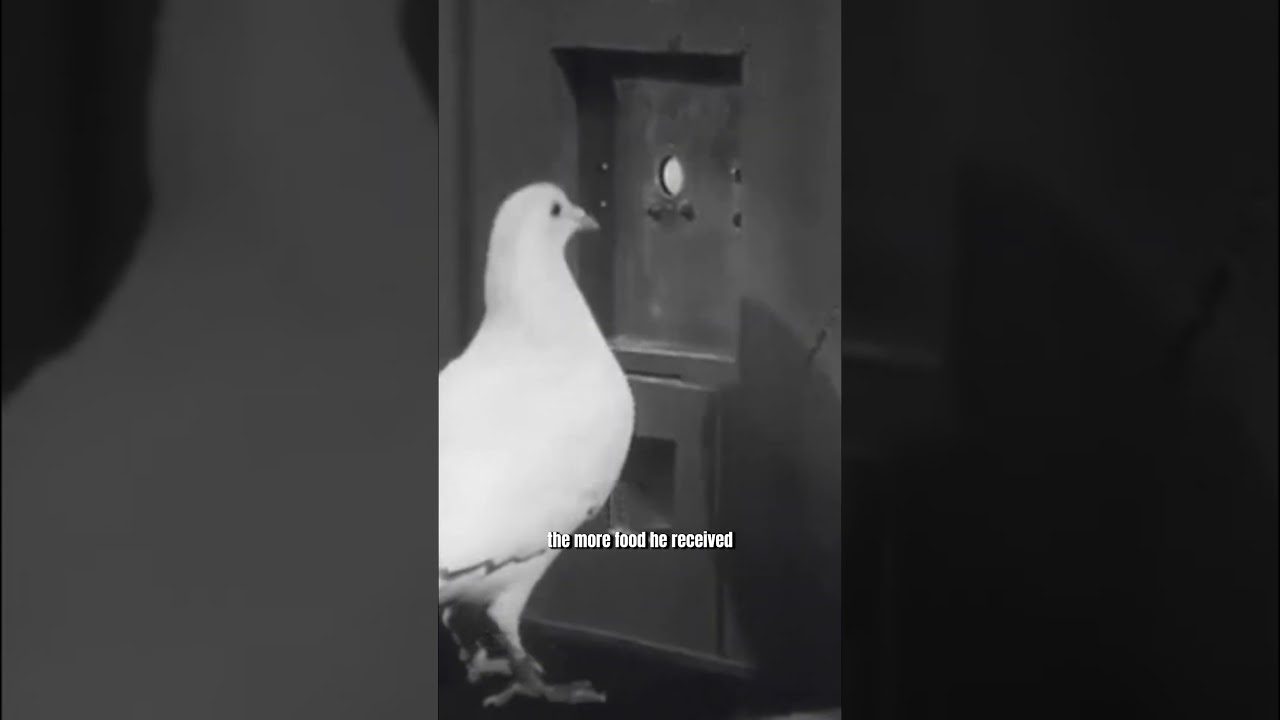 Fixed Ratio Reinforcement: Shaping Behavior