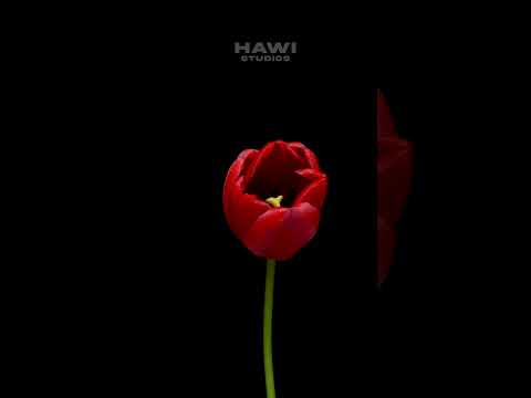 The Magic of a Red Tulip: A Timelapse of a Flower's Bloom | 4K