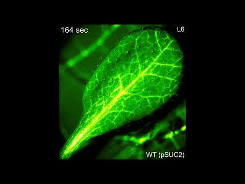 Threat signals passing through plant veins