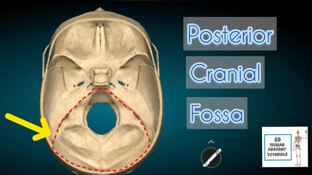 Posterior Cranial Fossa I Human Anatomy Tutorial