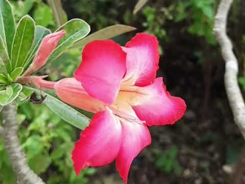 "Adenium Obesum" relaxing music Not much to say David Fesliyan