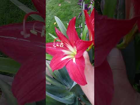 Most Beautiful Flower in the World-Like it? A Symbol of Beauty & Friendship!#BeautifulFlower#Shorts