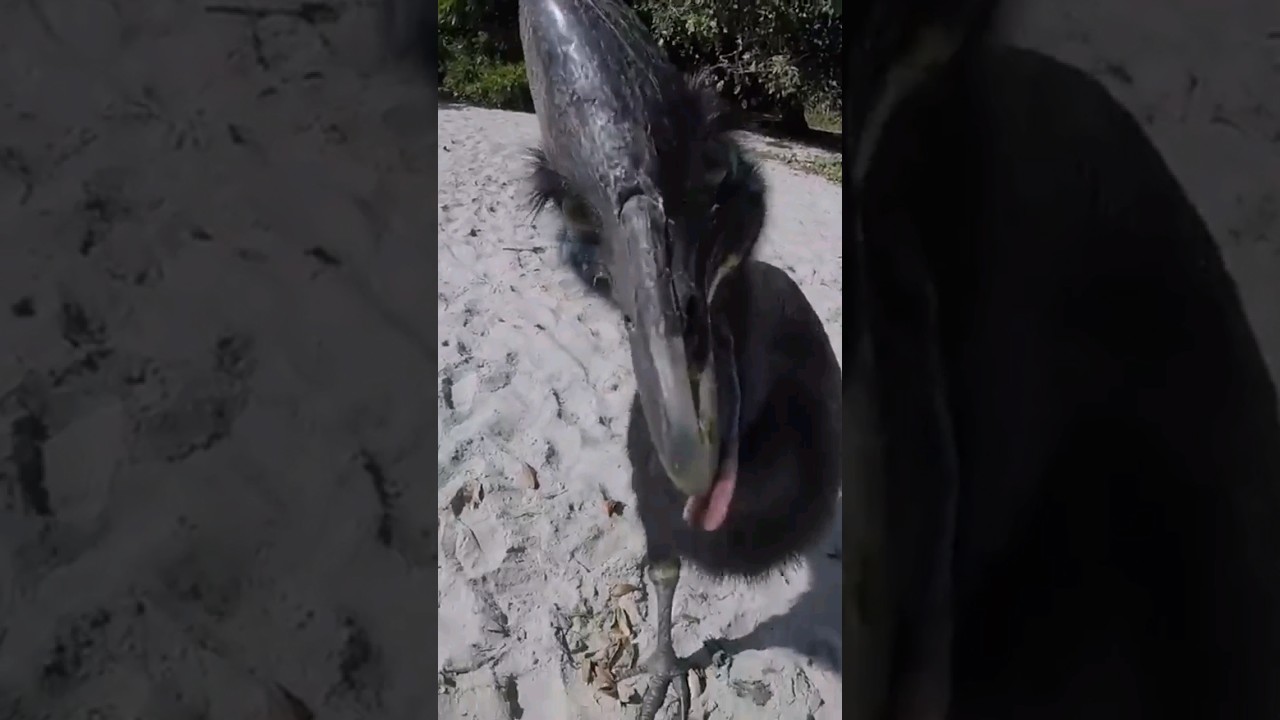 (264) cassowary🙂 #cassowary #attack #beach #animals #nature #wildlife #cute #shorts #trending #viral