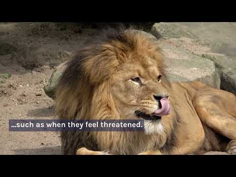 Top 10 Most Dangerous Apex Predators in the World